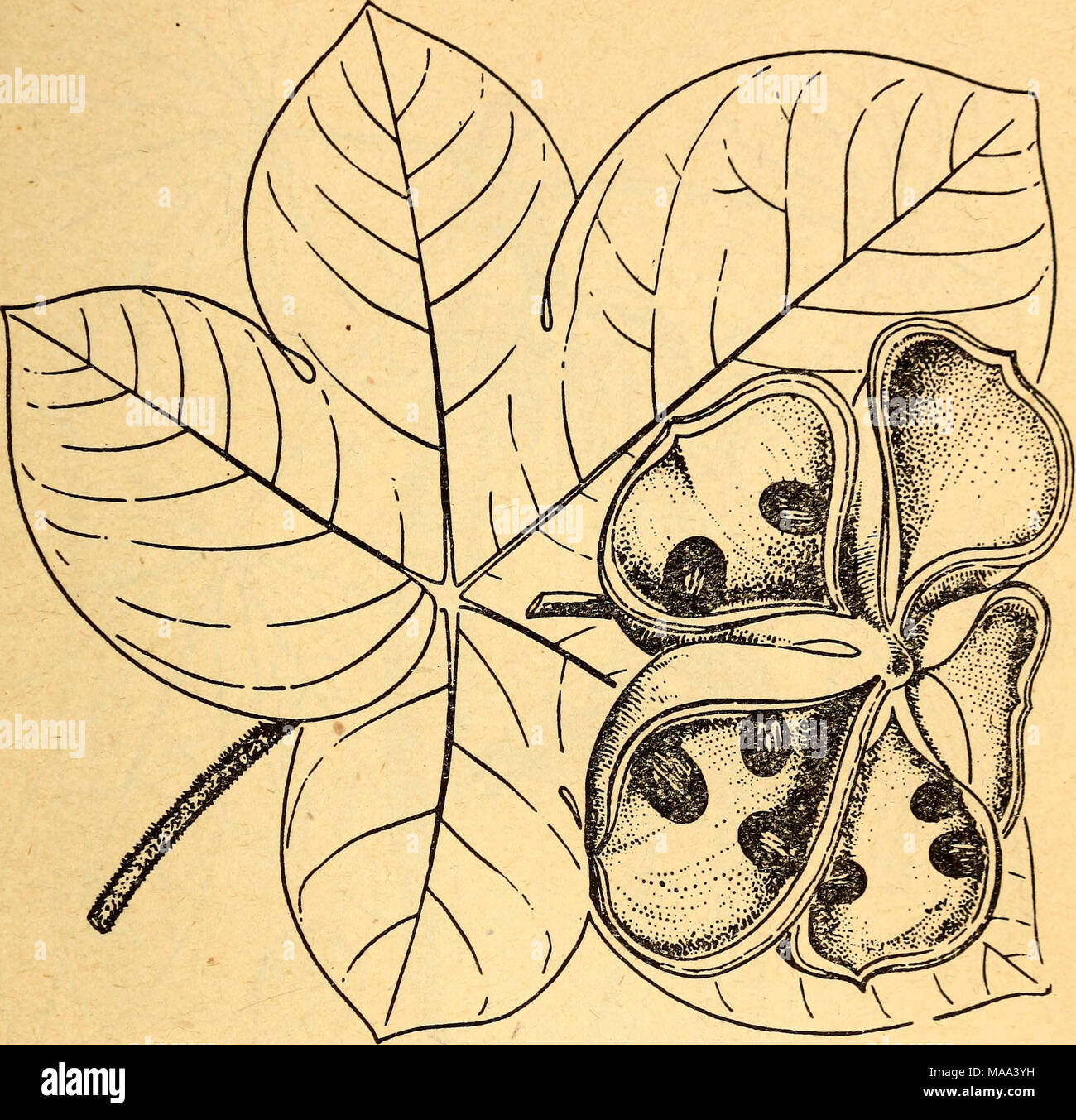 . Edible and poisonous plants of the Caribbean region . 46. Panama Tree ...
