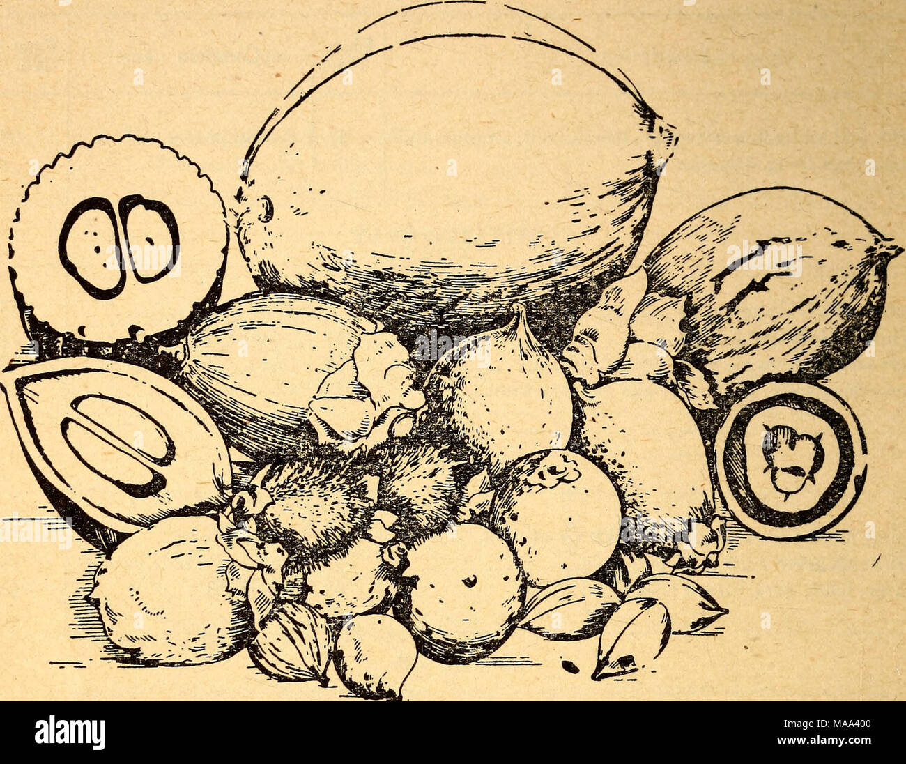 Growth stages of nuts hi-res stock photography and images - Alamy