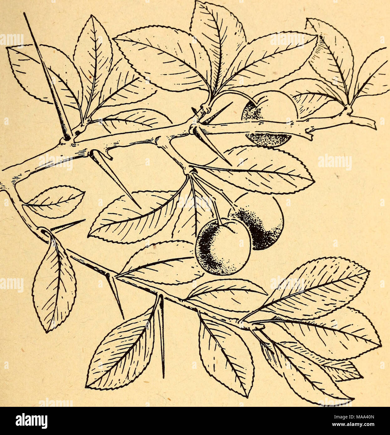 . Edible and poisonous plants of the Caribbean region . 20. Thorn Apple ...