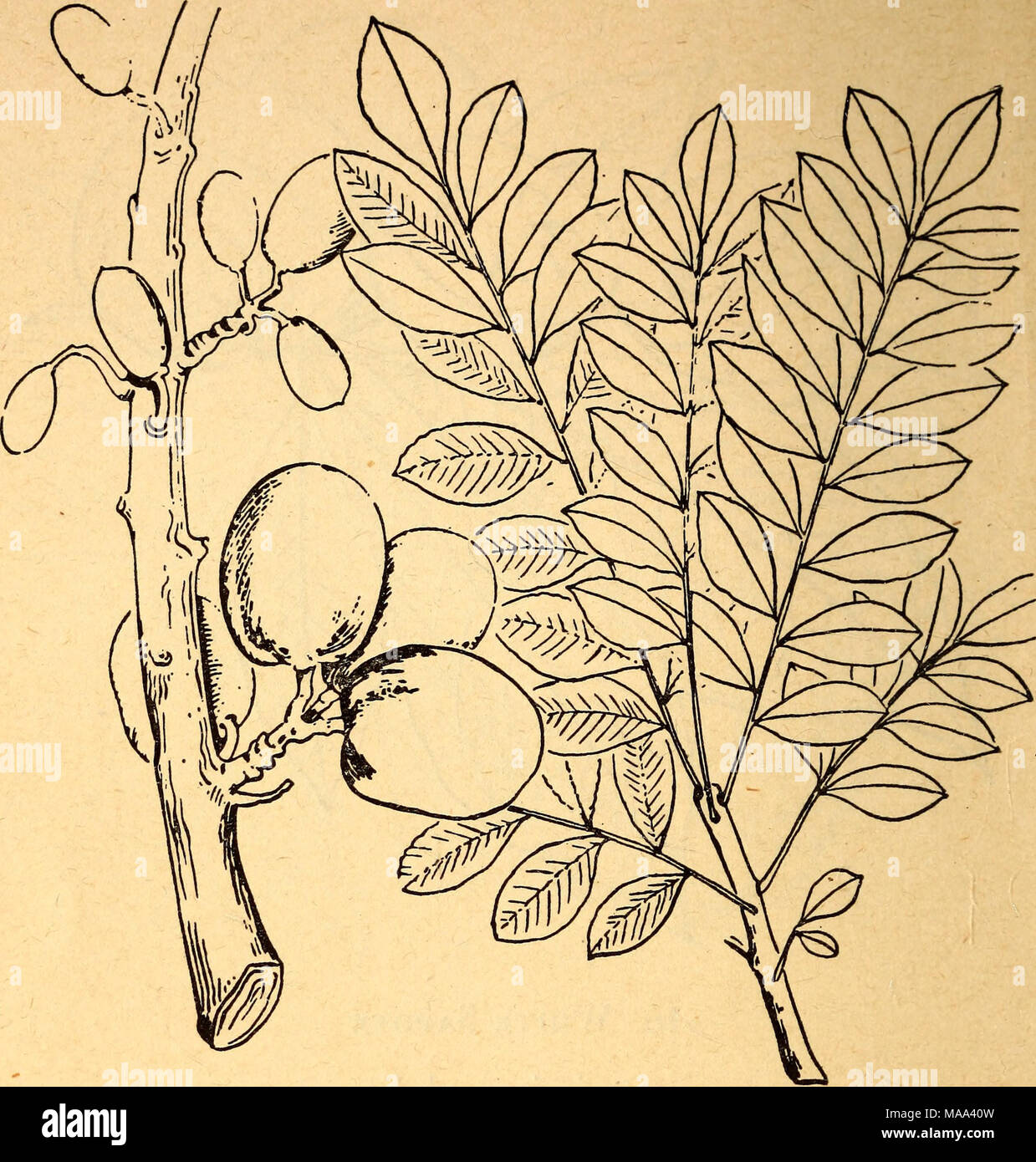 . Edible and poisonous plants of the Caribbean region . 17. Spanish ...