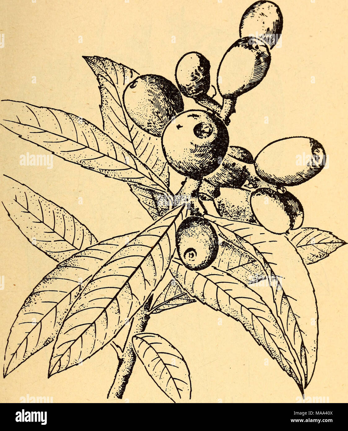 . Edible and poisonous plants of the Caribbean region . 12. LOQUAT ...