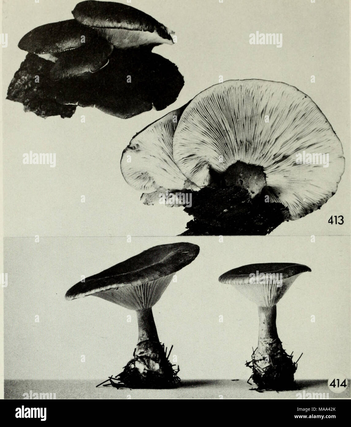. Edible and poisonous mushrooms of Canada . Figure 413. Pleurotus ...