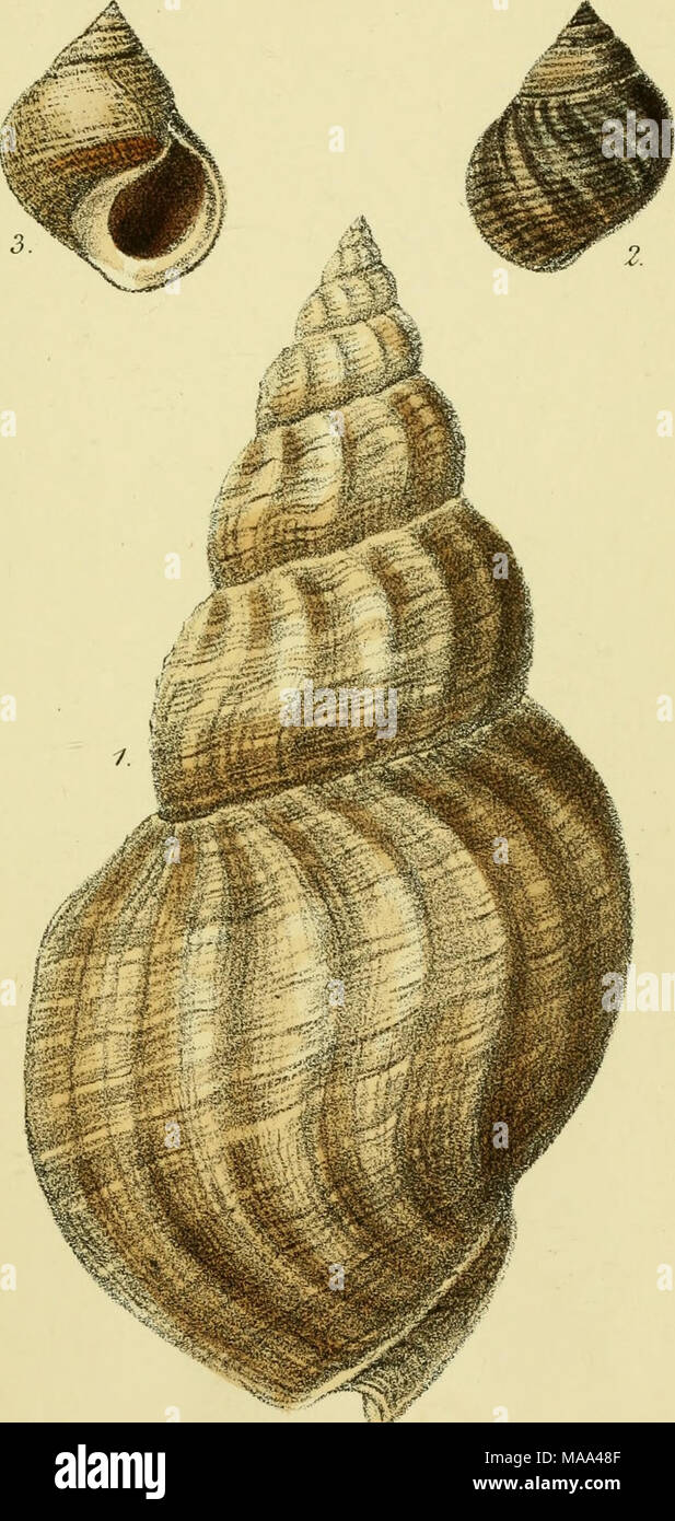 . The edible mollusks of Great Britain and Ireland, with recipes for ...