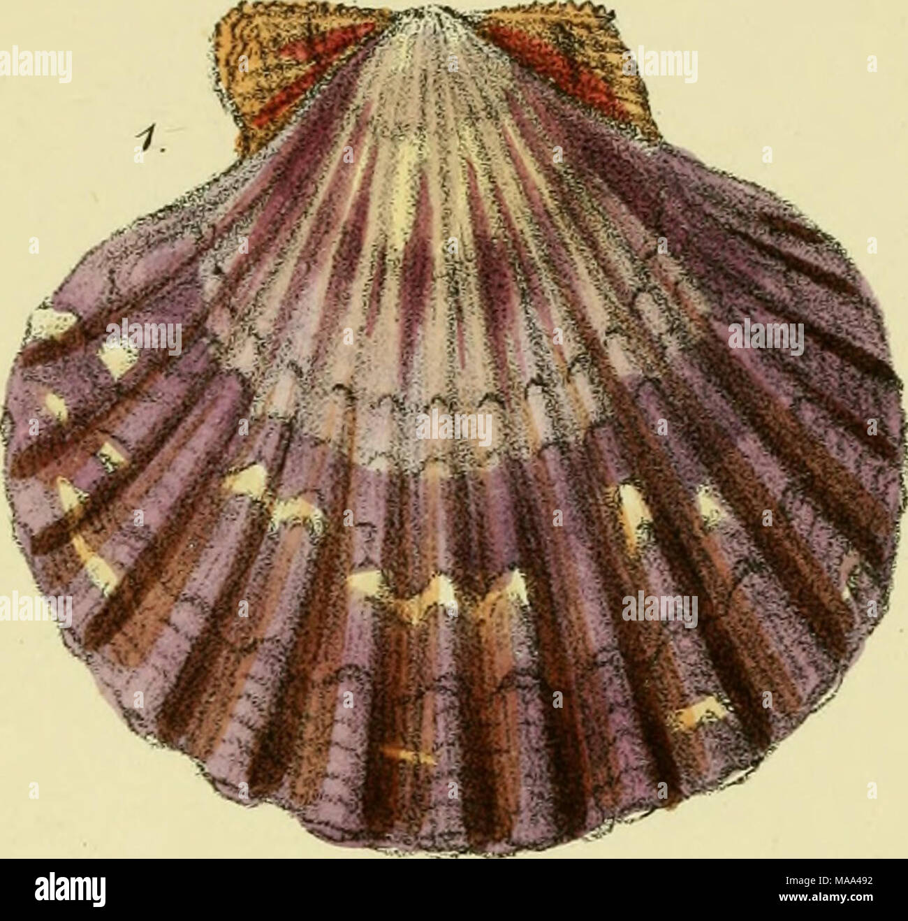 . The edible mollusks of Great Britain and Ireland, with recipes for ...