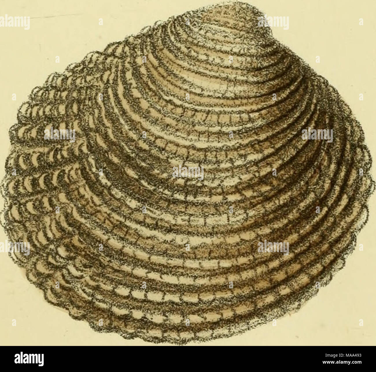 . The edible mollusks of Great Britain and Ireland, with recipes for ...