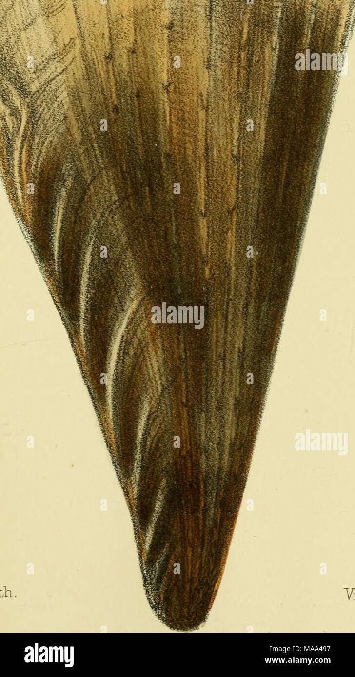 . The edible mollusks of Great Britain and Ireland, with recipes for ...