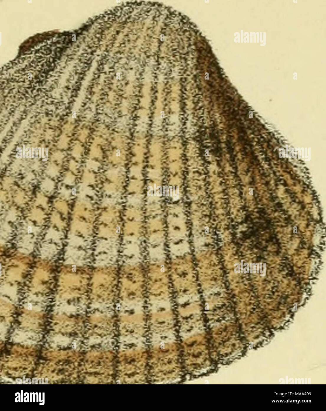 . The edible mollusks of Great Britain and Ireland, with recipes for ...