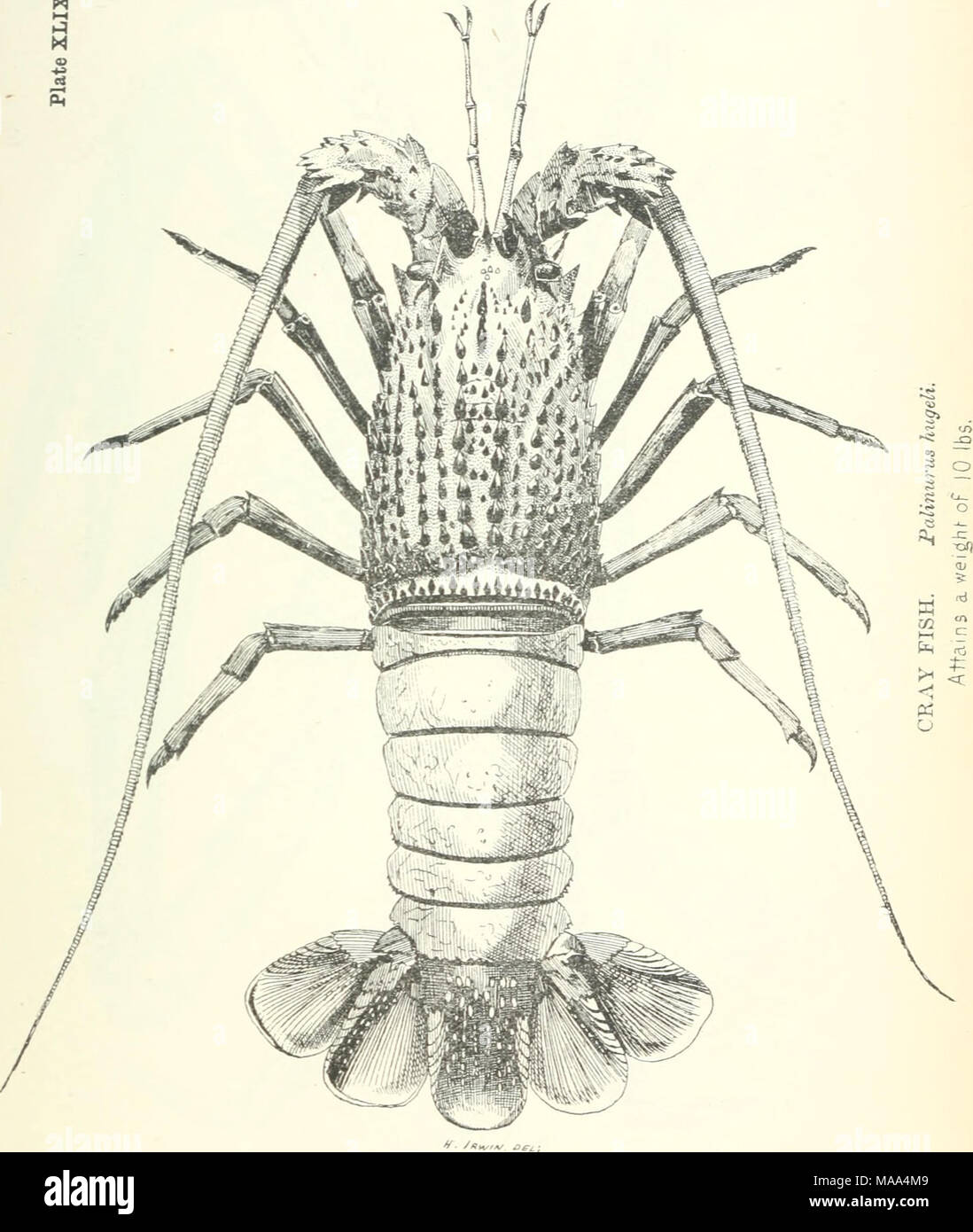 Australian marine crustaceans hi-res stock photography and images - Alamy