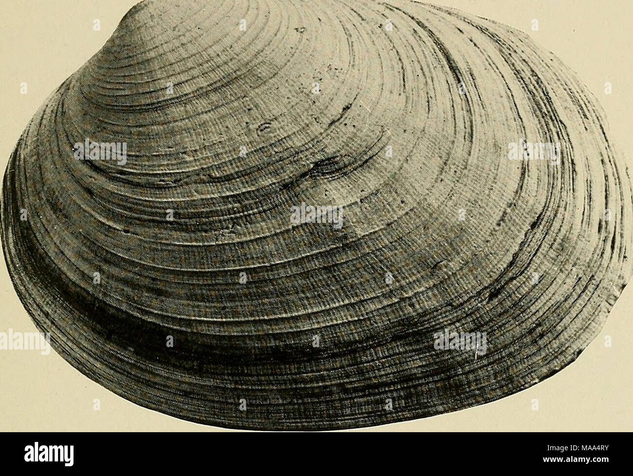 . The edible clams, mussels and scallops of California Stock Photo - Alamy
