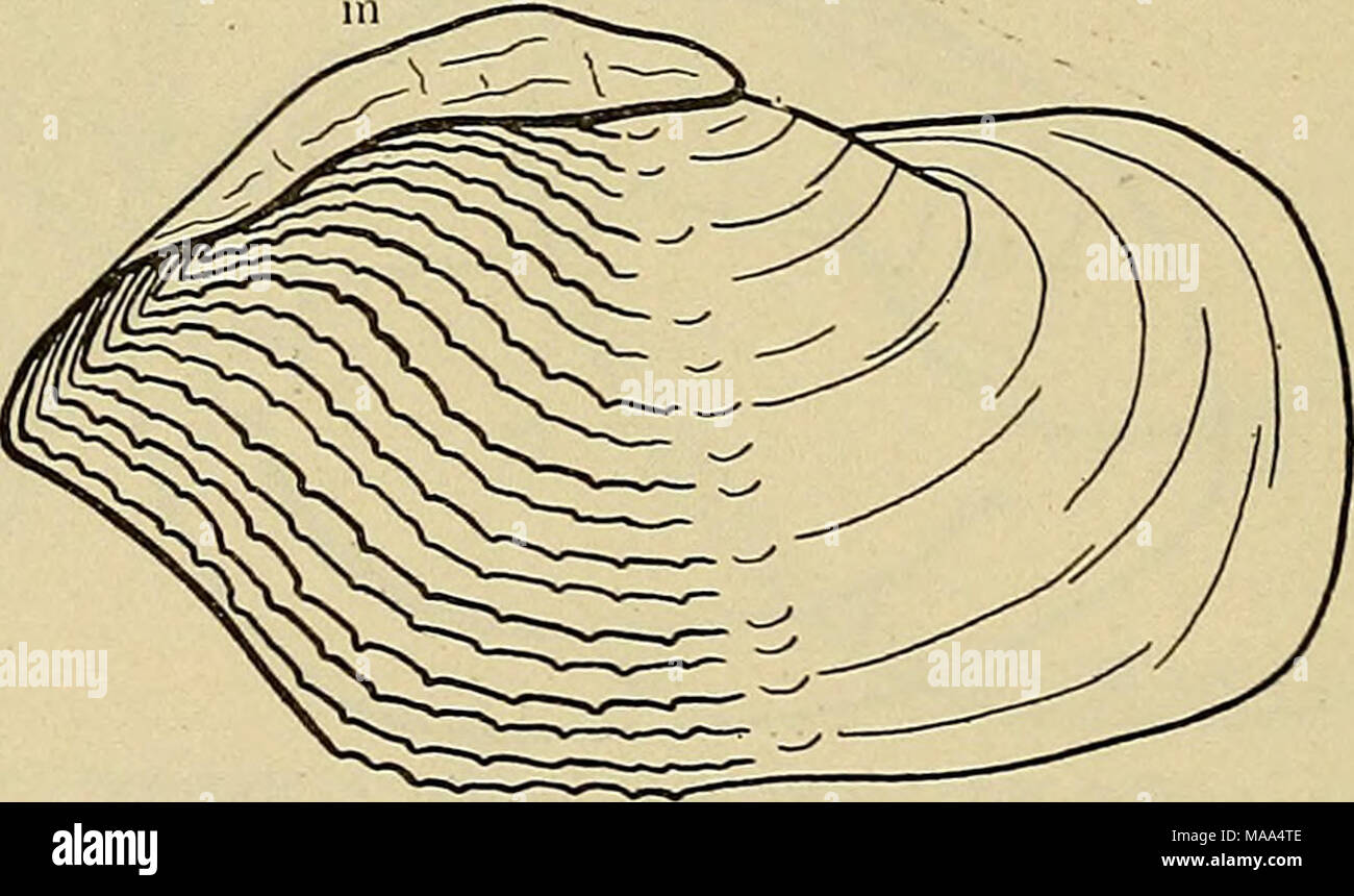 Pallial line hi-res stock photography and images - Alamy