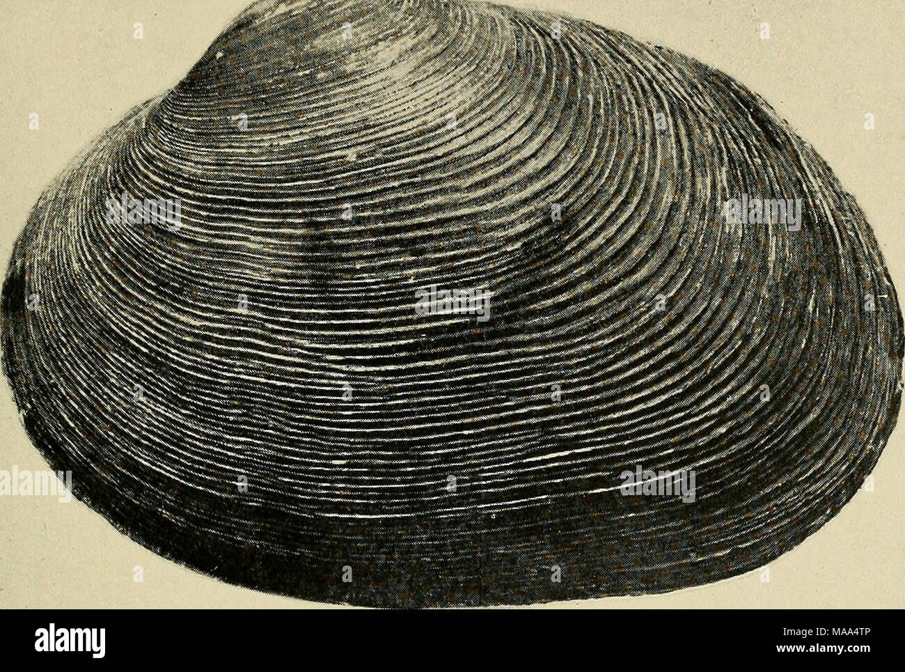 . The edible clams, mussels and scallops of California Stock Photo - Alamy