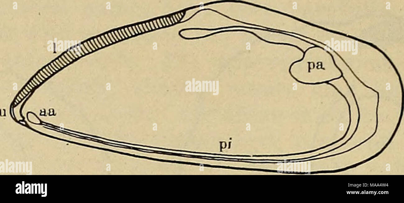 Modiolus High Resolution Stock Photography and Images - Alamy