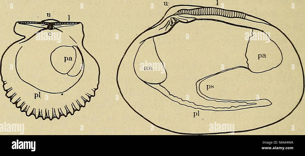 Posterior adductor muscle hi-res stock photography and images - Alamy