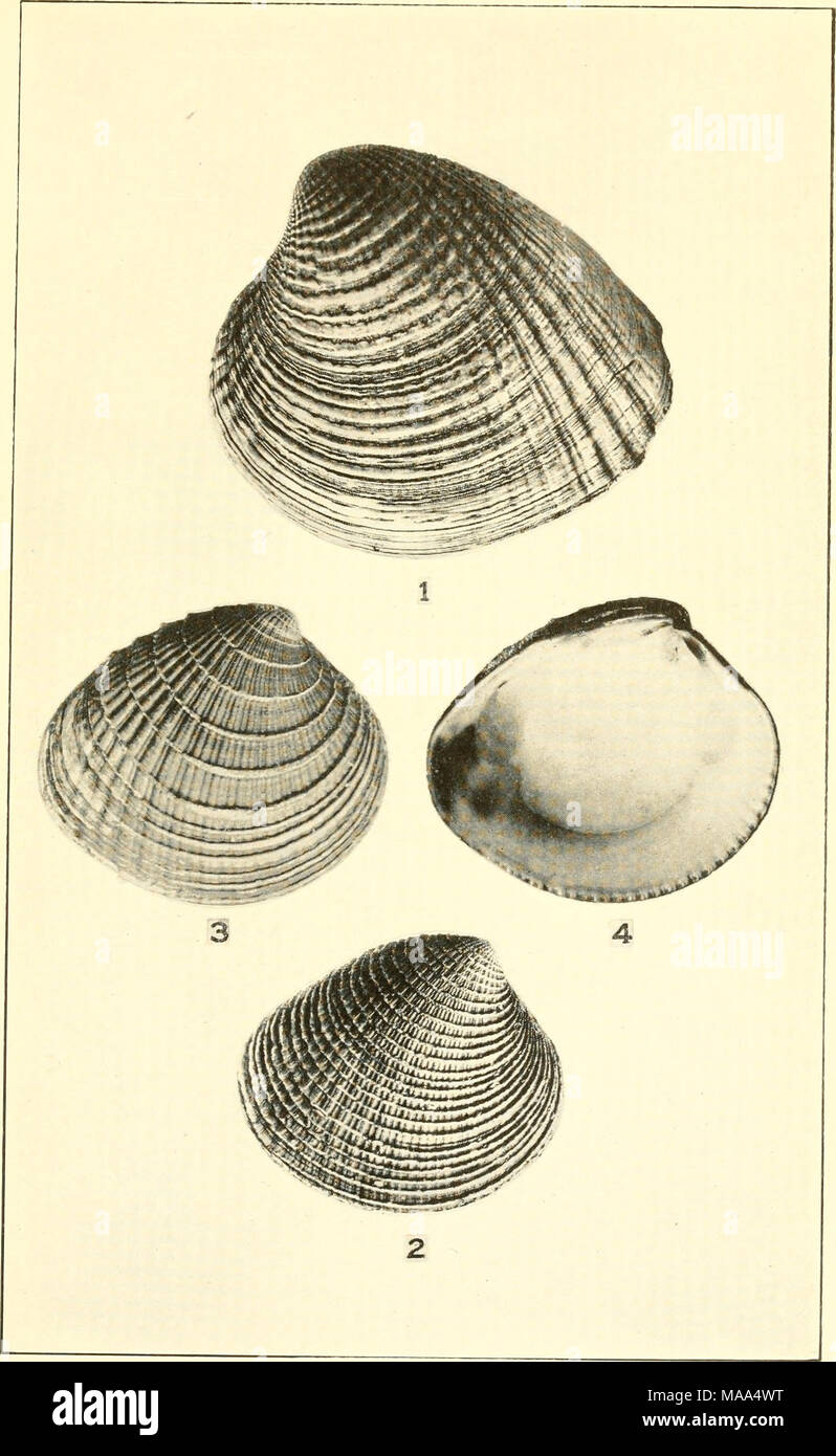 . The edible clams, mussels and scallops of California . Plate 9 Stock ...