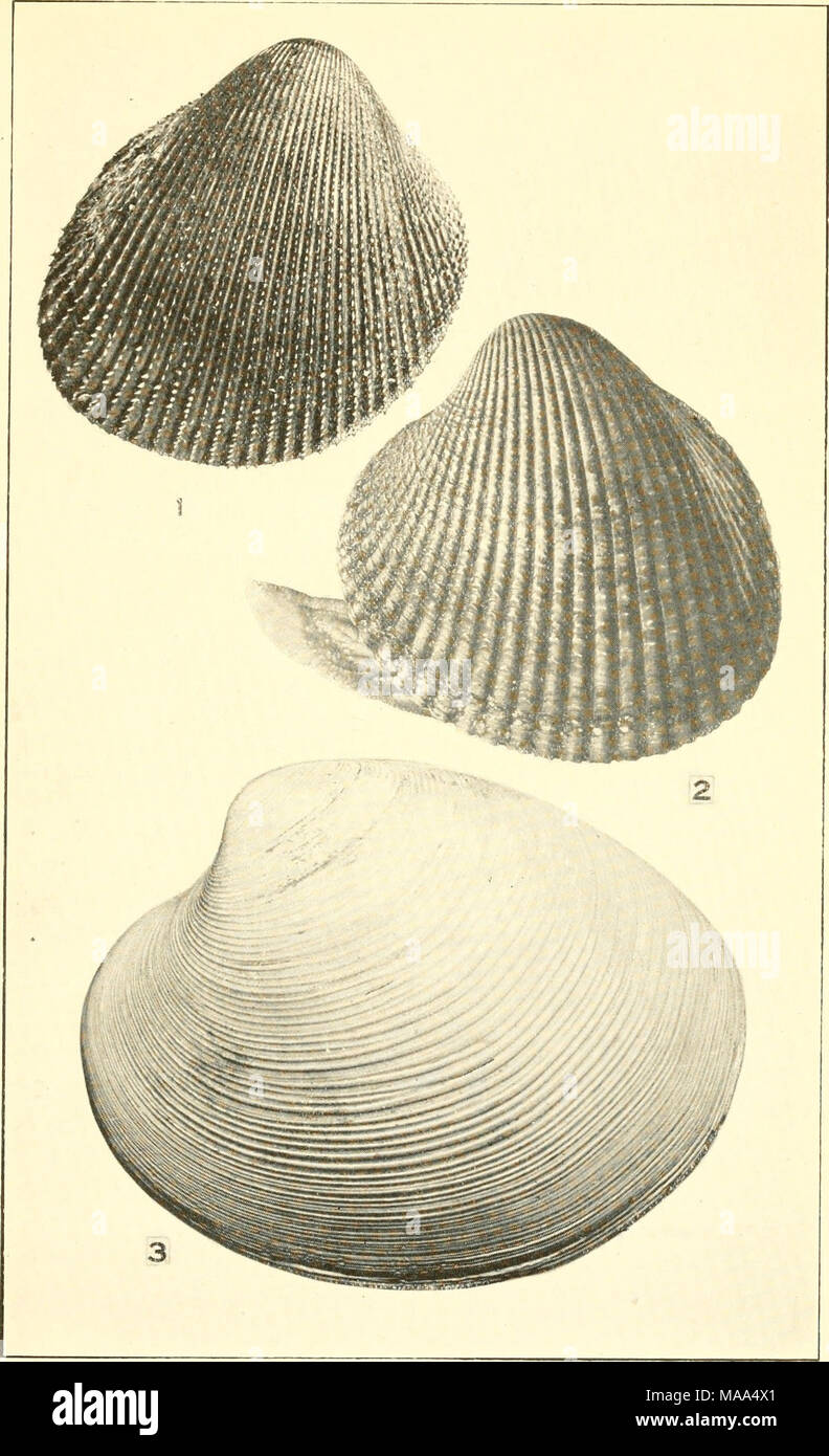 . The edible clams, mussels and scallops of California . Plate 5 Stock ...