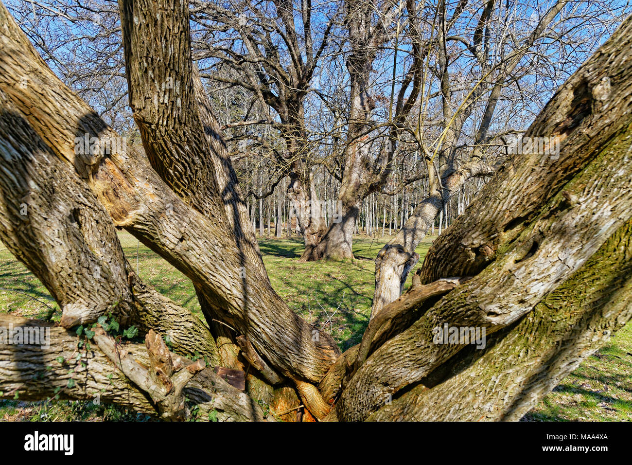 trees without foliage in early spring Stock Photo - Alamy