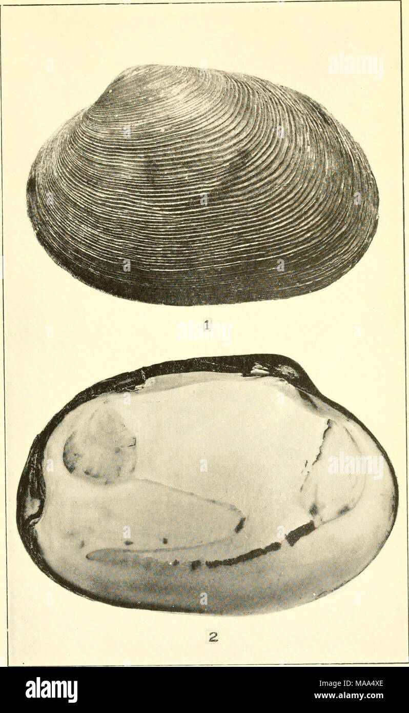 . The edible clams, mussels and scallops of California . Plate 7 Stock ...