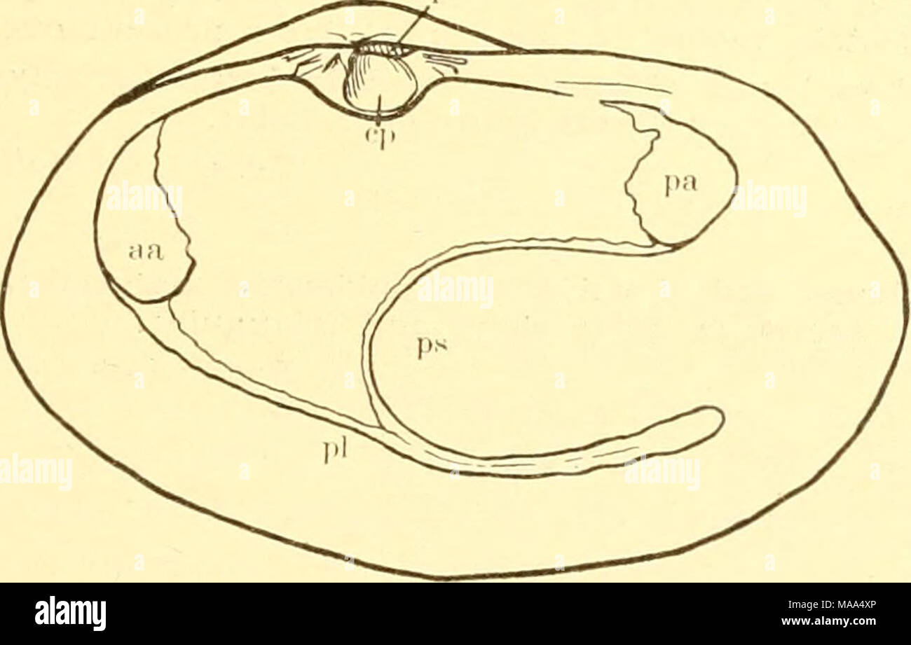 Equal scallops hi-res stock photography and images - Alamy