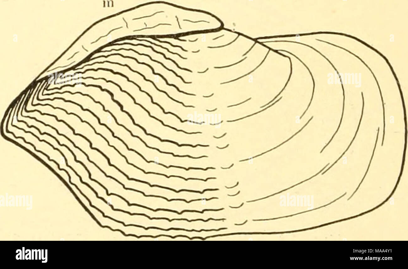 . The edible clams, mussels and scallops of California . Fig. 14 ...