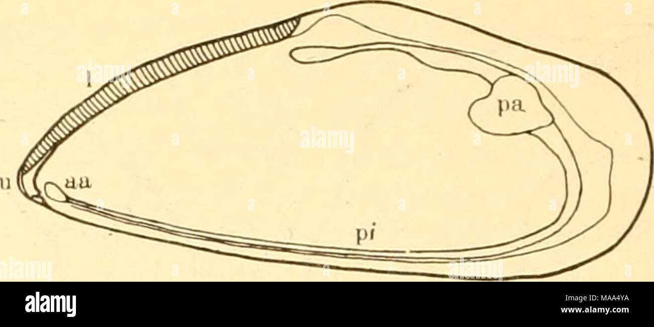Modiolus hi-res stock photography and images - Alamy
