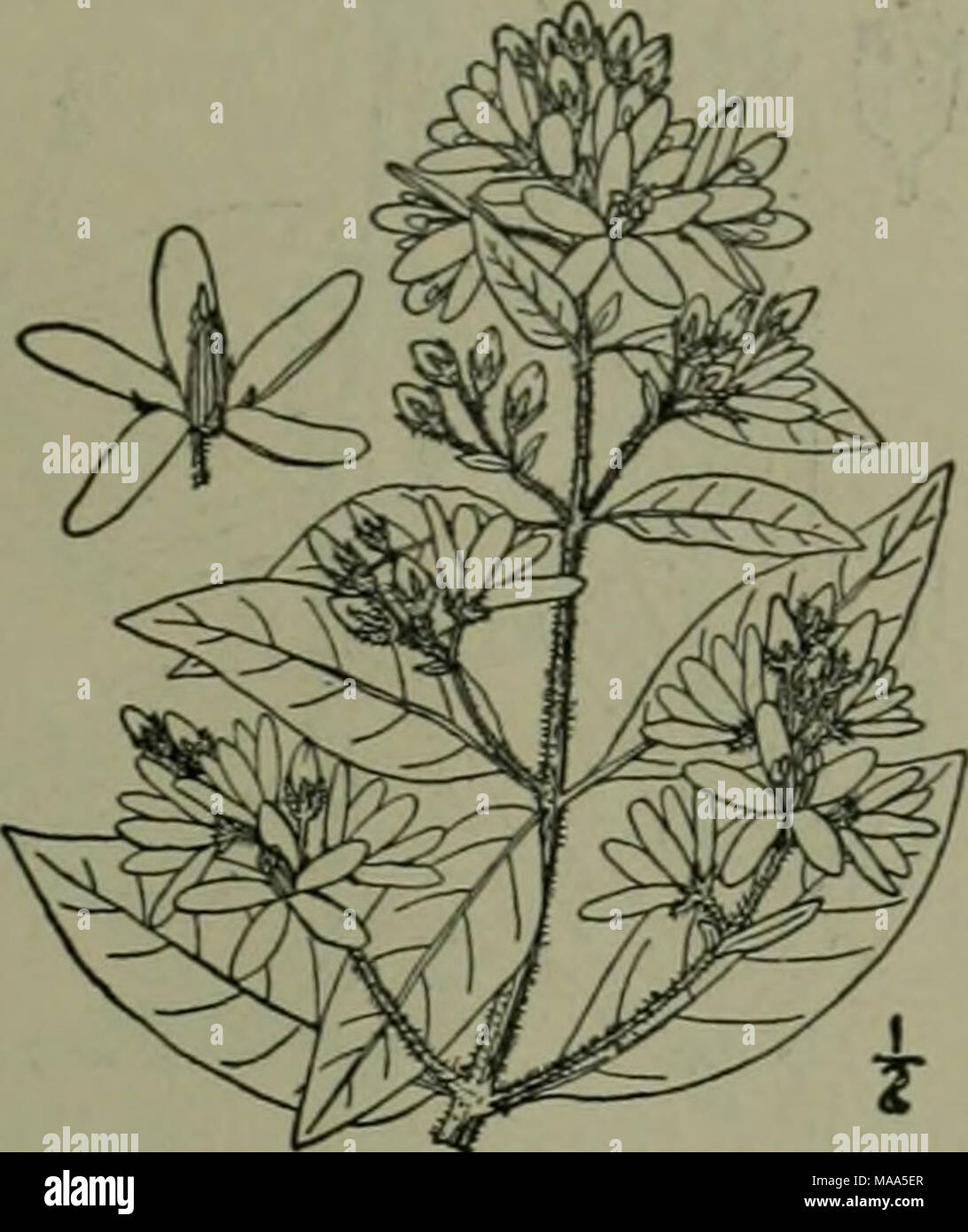 Oval Lanceolate Leaves High Resolution Stock Photography and Images - Alamy