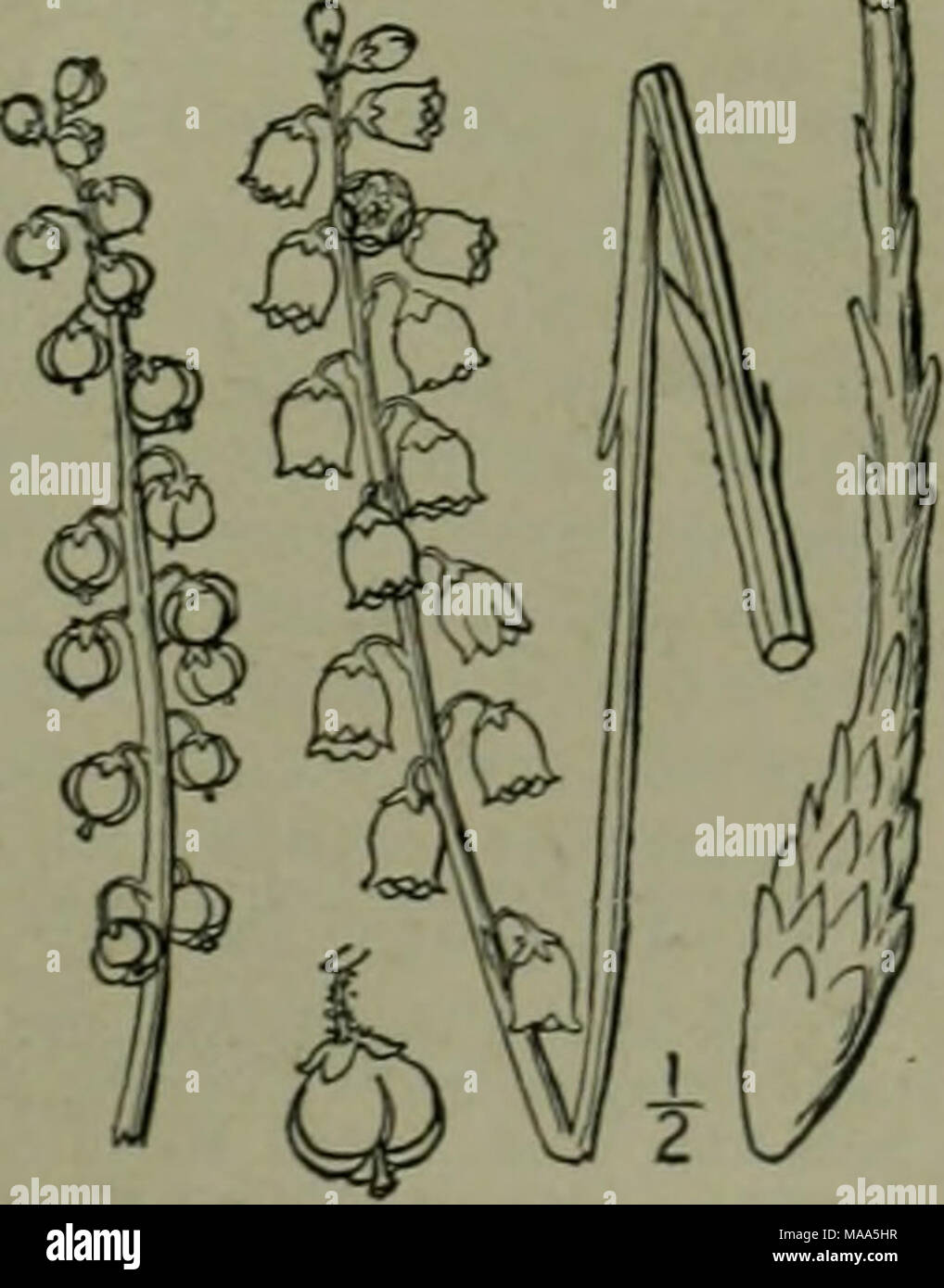 Reflexed sepals hi-res stock photography and images - Alamy