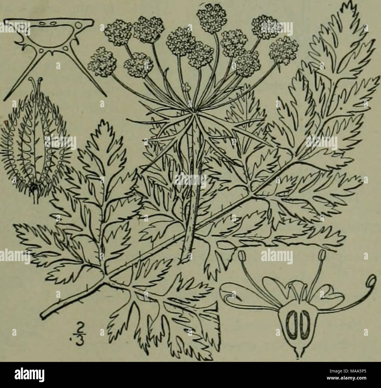 Pinnately lobed leaves hi-res stock photography and images - Alamy