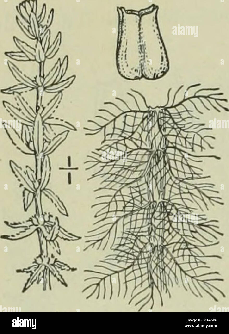 Pectinate leaves hi-res stock photography and images - Alamy