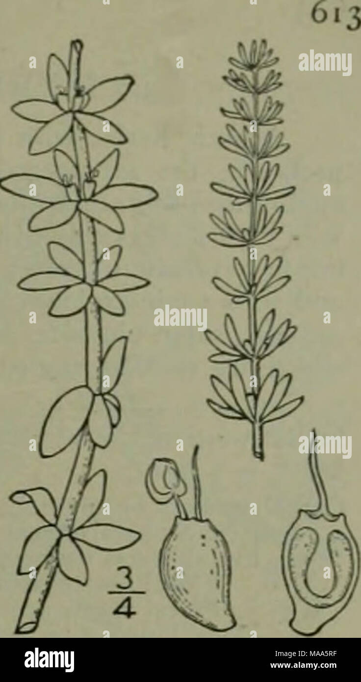 Proserpinaca Pectinata