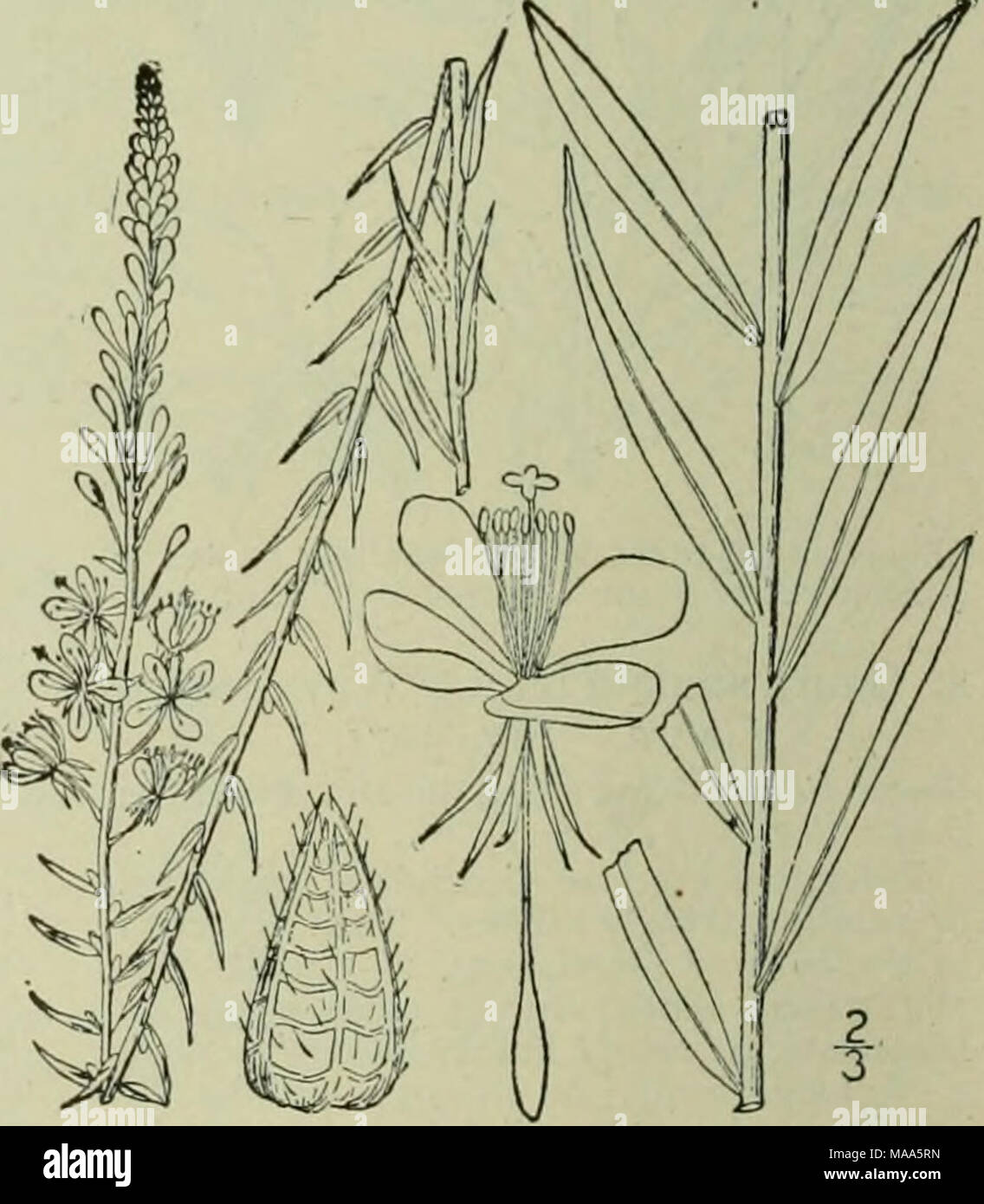 Perigynous hi-res stock photography and images - Alamy