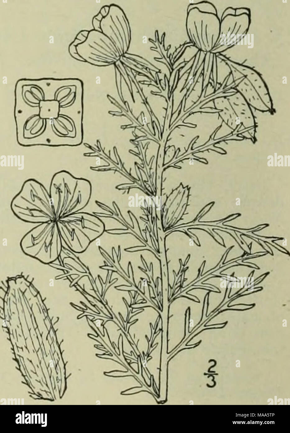 . An illustrated flora of the northern United States, Canada and the ...