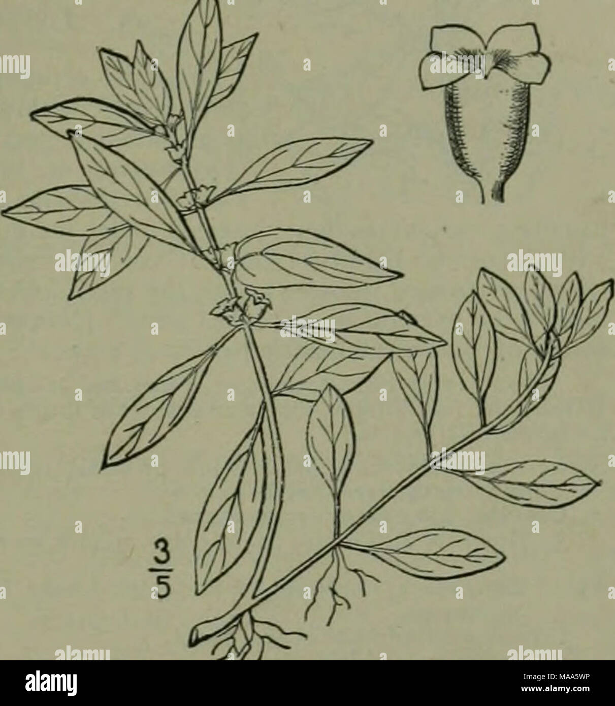 Procumbent Stem Examples