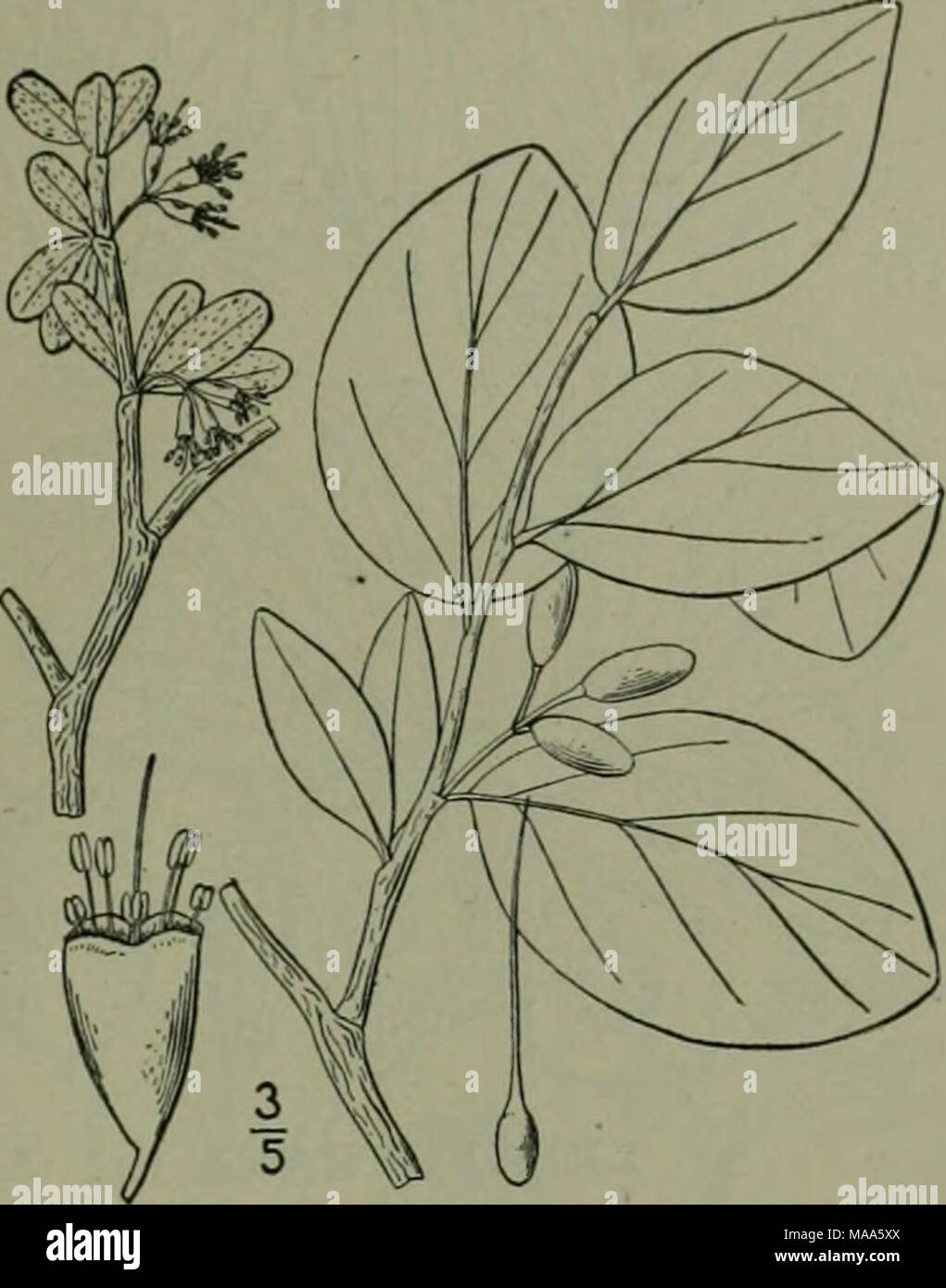 Polygamous family hi-res stock photography and images - Alamy