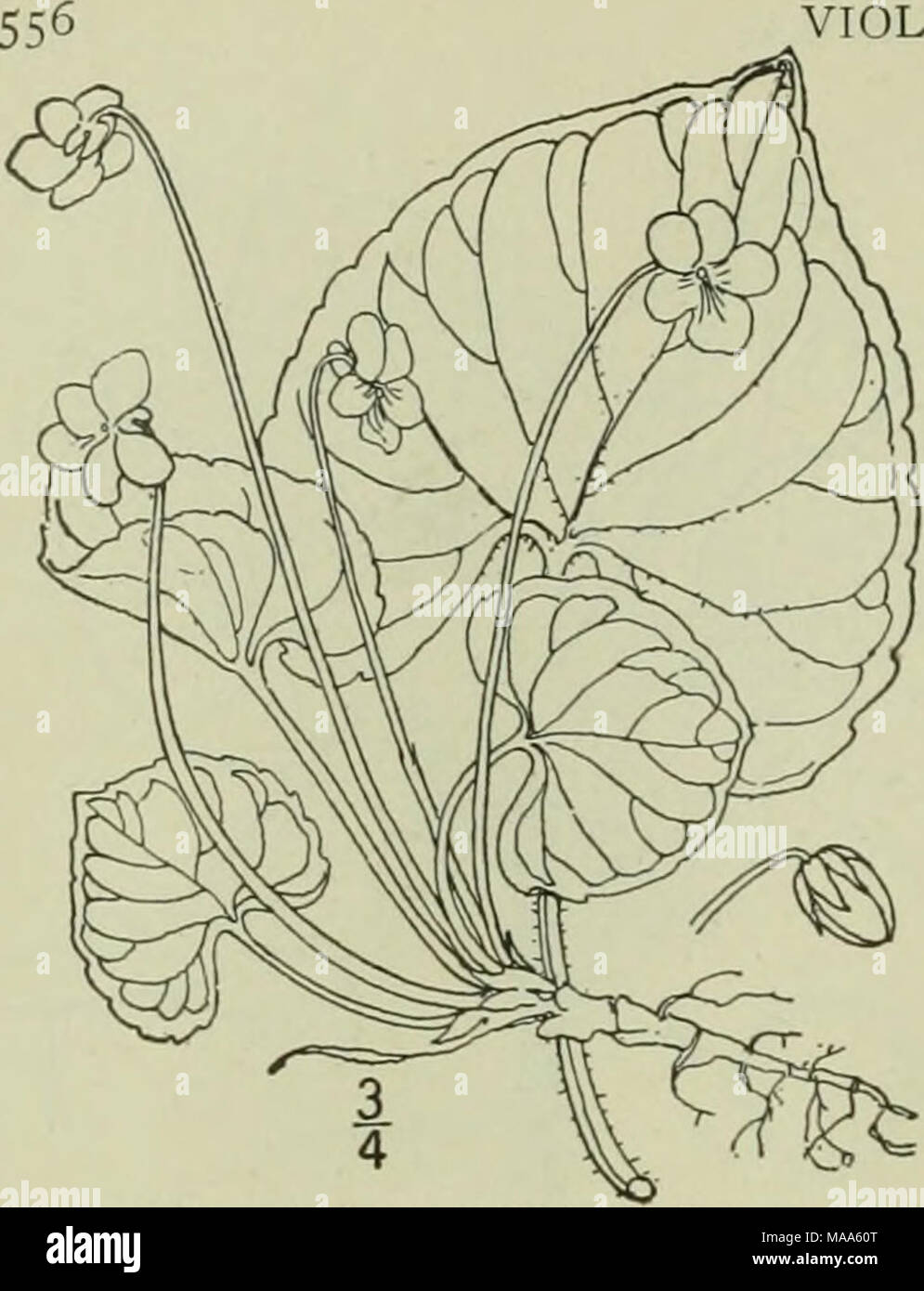 Reniform lower leaves hi-res stock photography and images - Alamy