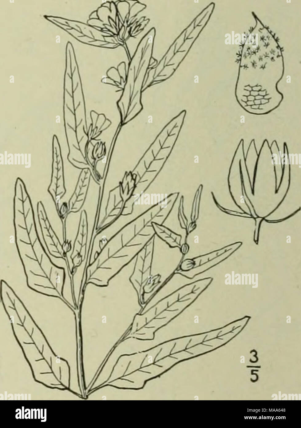 Palmately Cleft Leaves High Resolution Stock Photography and Images - Alamy