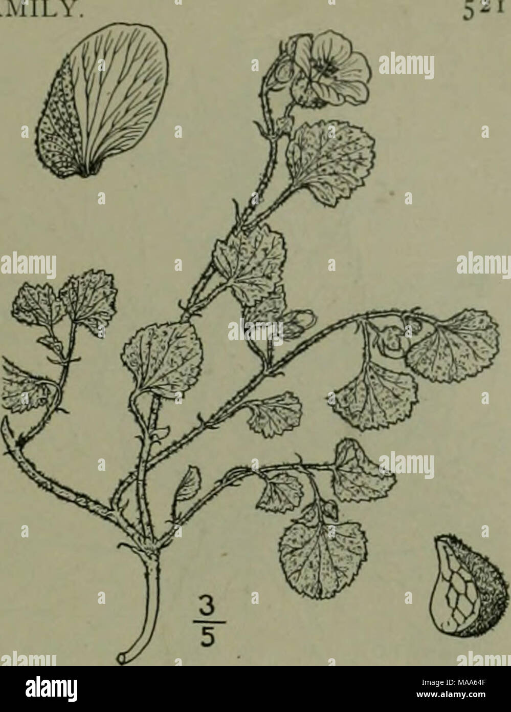 Sida ovate hi-res stock photography and images - Alamy