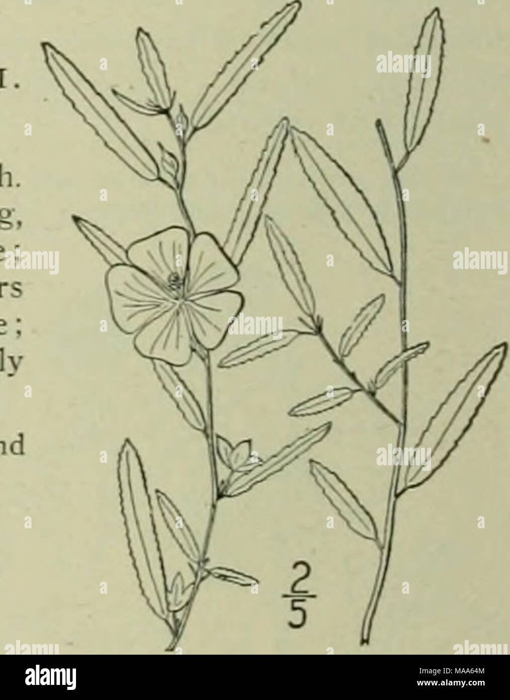 Sida ovate hi-res stock photography and images - Alamy