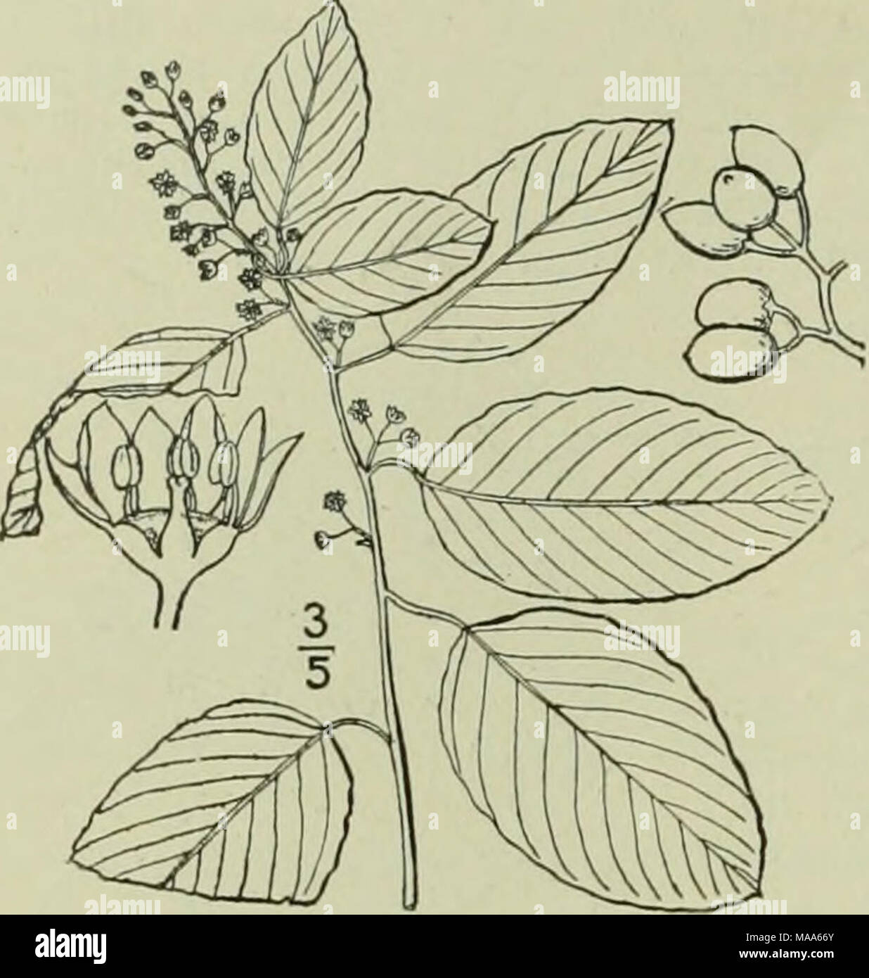 Buckthorn rhamnus sp hi-res stock photography and images - Alamy