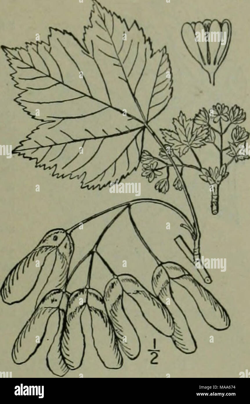 Moosewood tree hi-res stock photography and images - Alamy