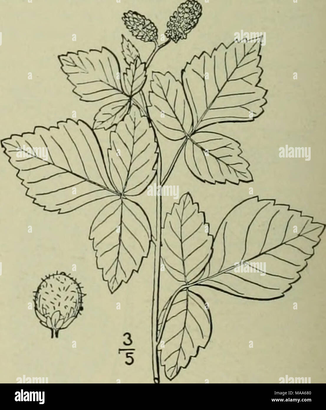 Rhomboid leaflets hi-res stock photography and images - Alamy