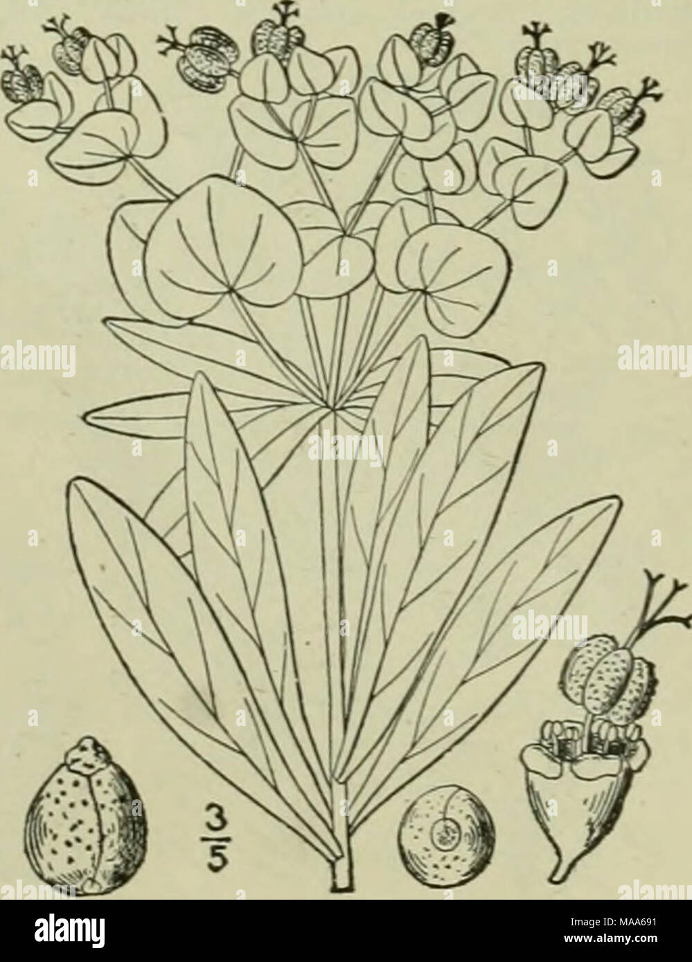 . An illustrated flora of the northern United States, Canada and the ...