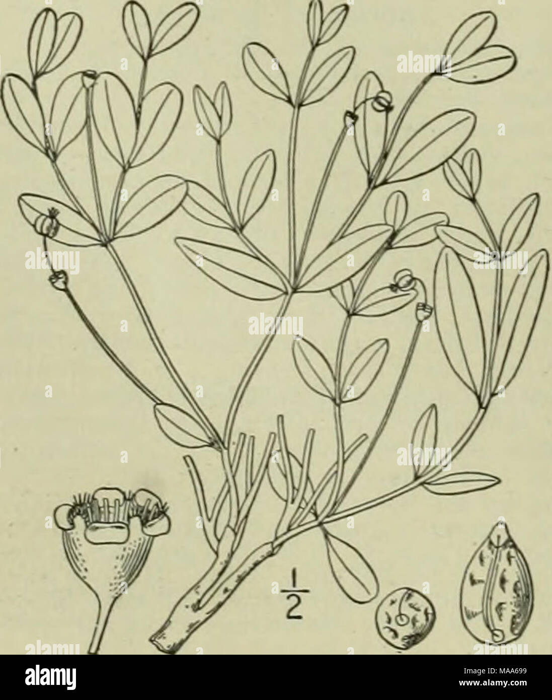 Dichotomous branches hi-res stock photography and images - Alamy