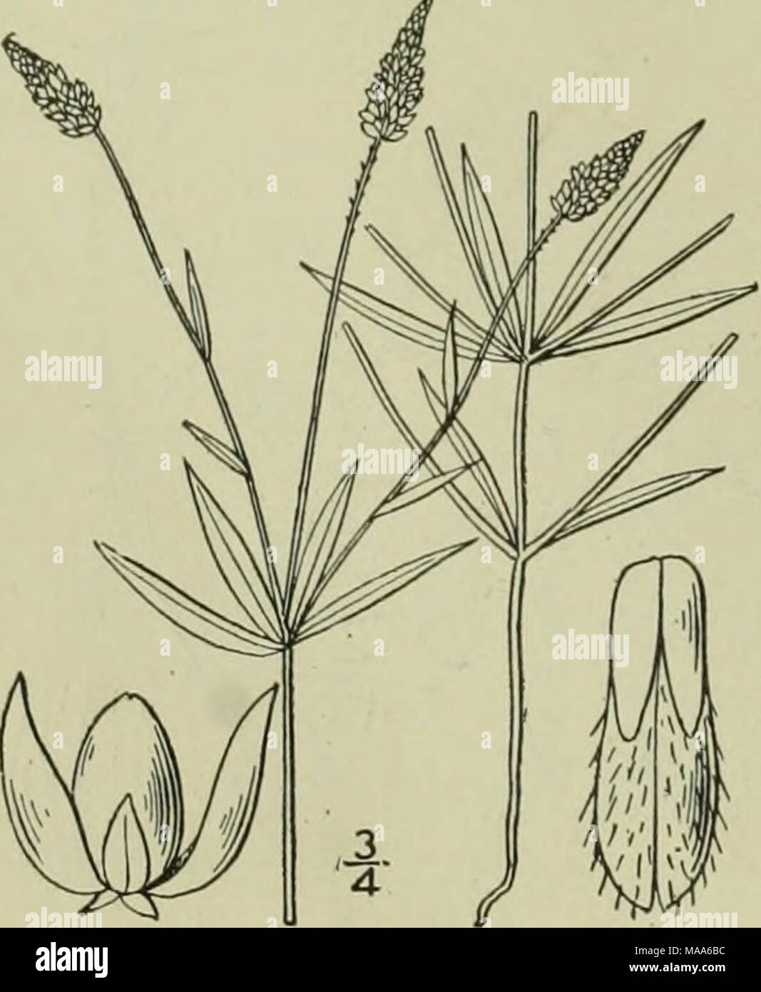 Verticillate hi-res stock photography and images - Alamy