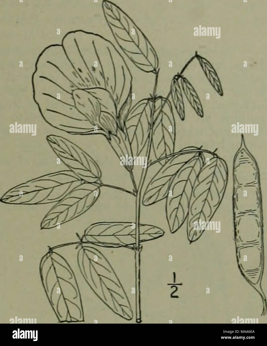 . An illustrated flora of the northern United States, Canada and the ...