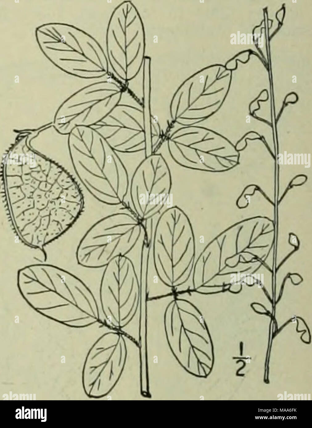 In axillary panicles hi-res stock photography and images - Alamy