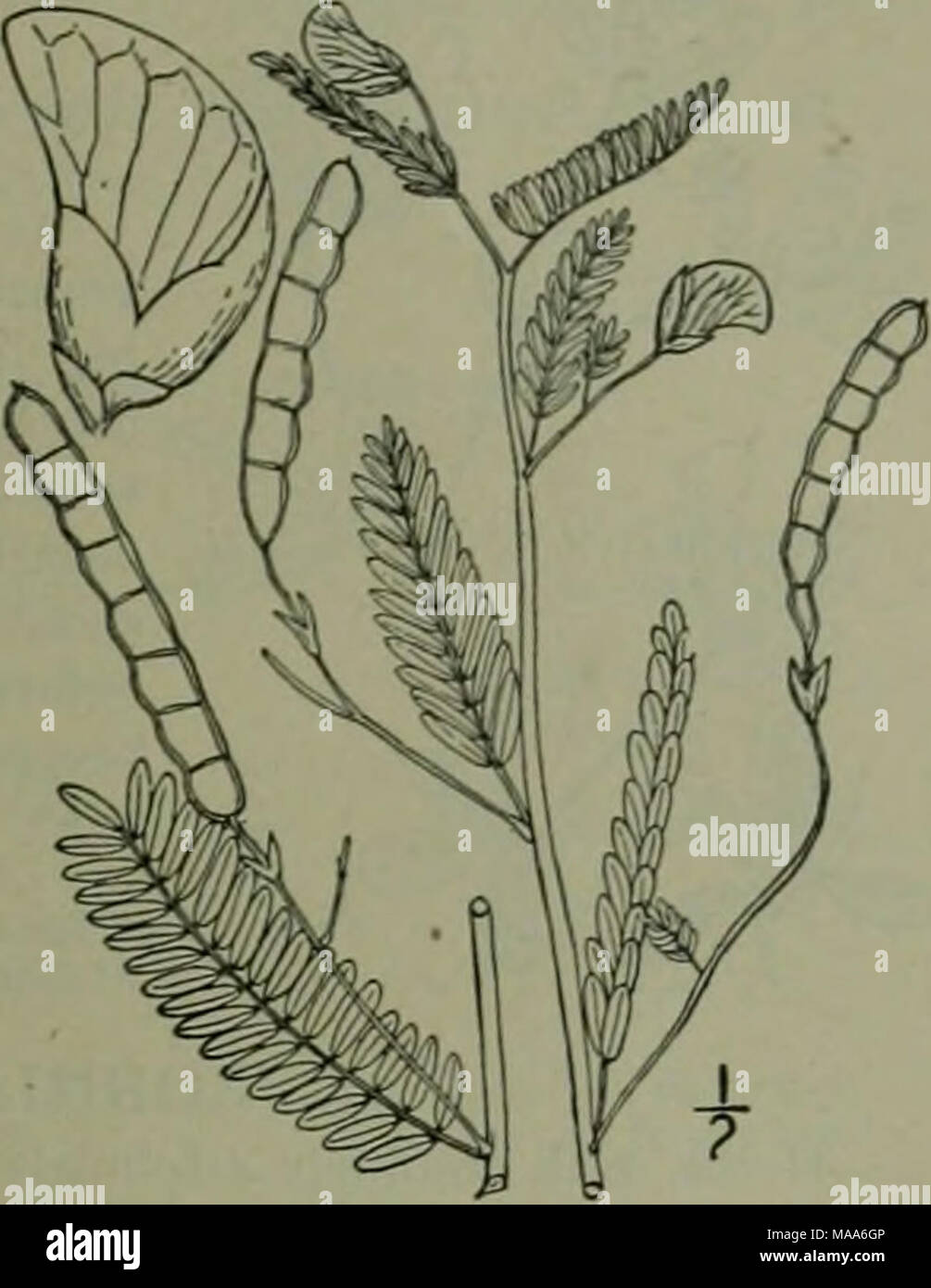 Membranous leaves hi-res stock photography and images - Alamy