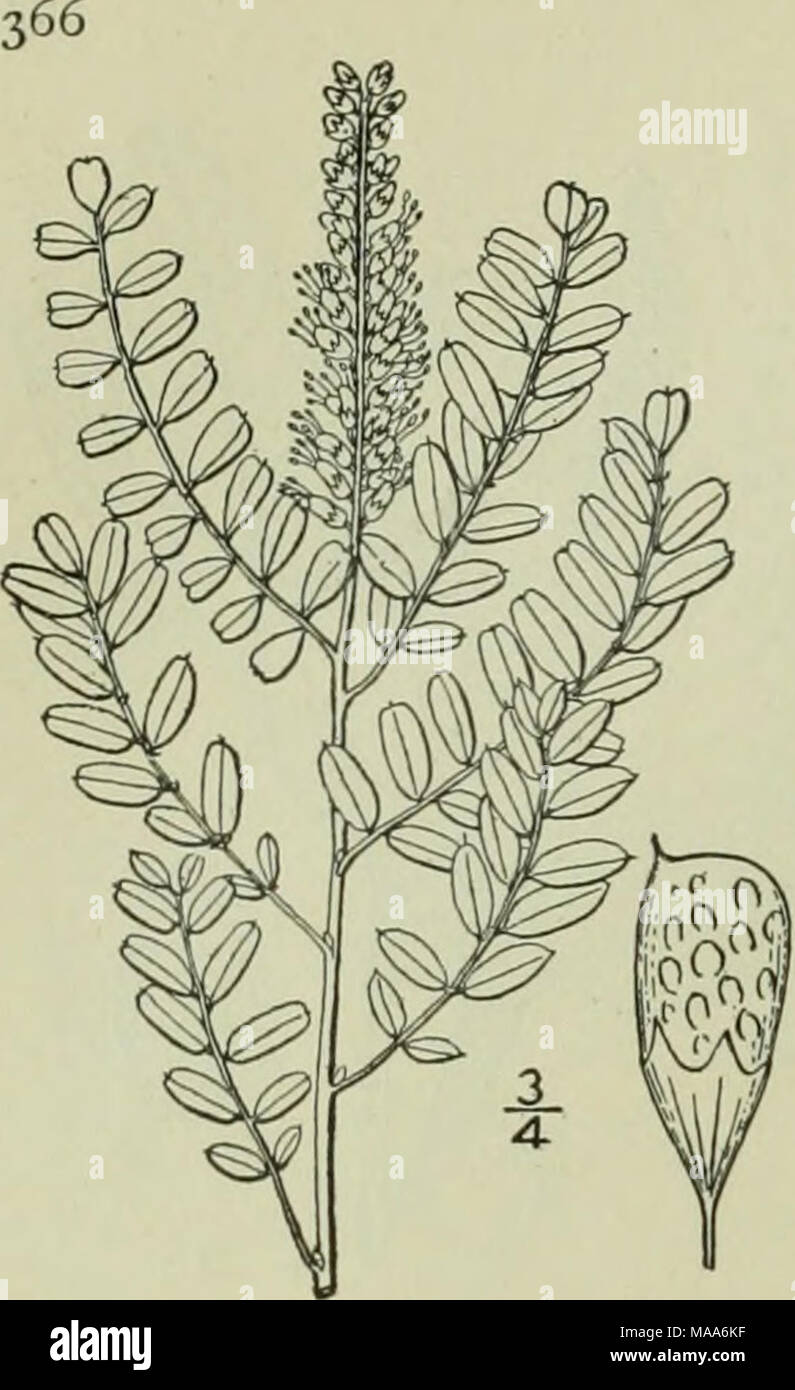 Amorpha nana hi-res stock photography and images - Alamy