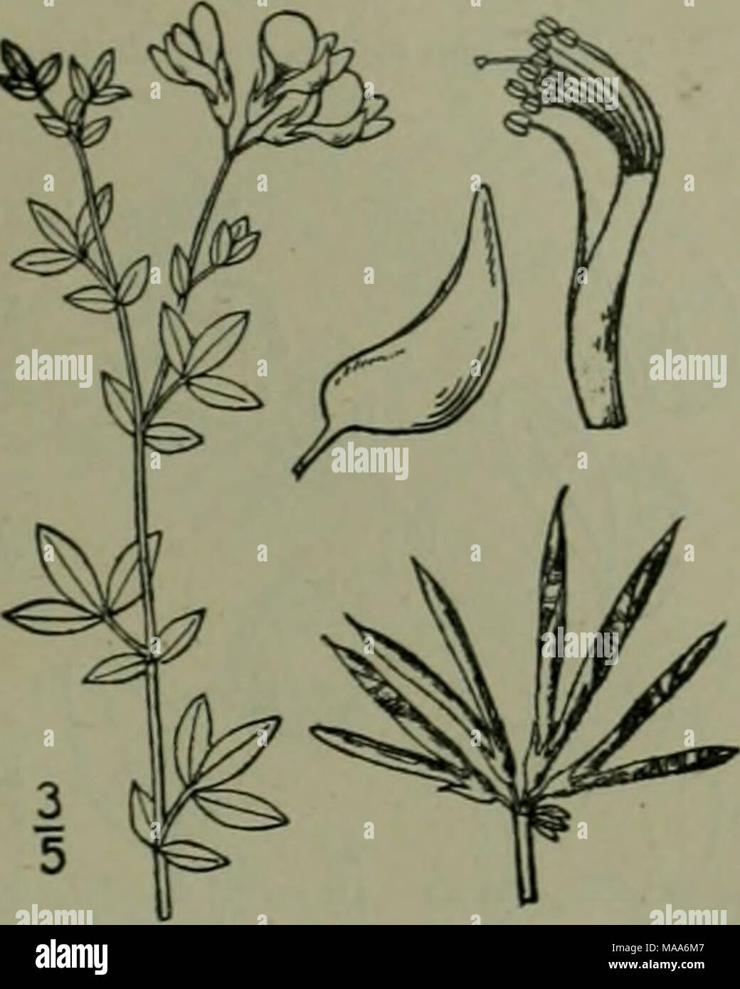 Diadelphous hi-res stock photography and images - Alamy