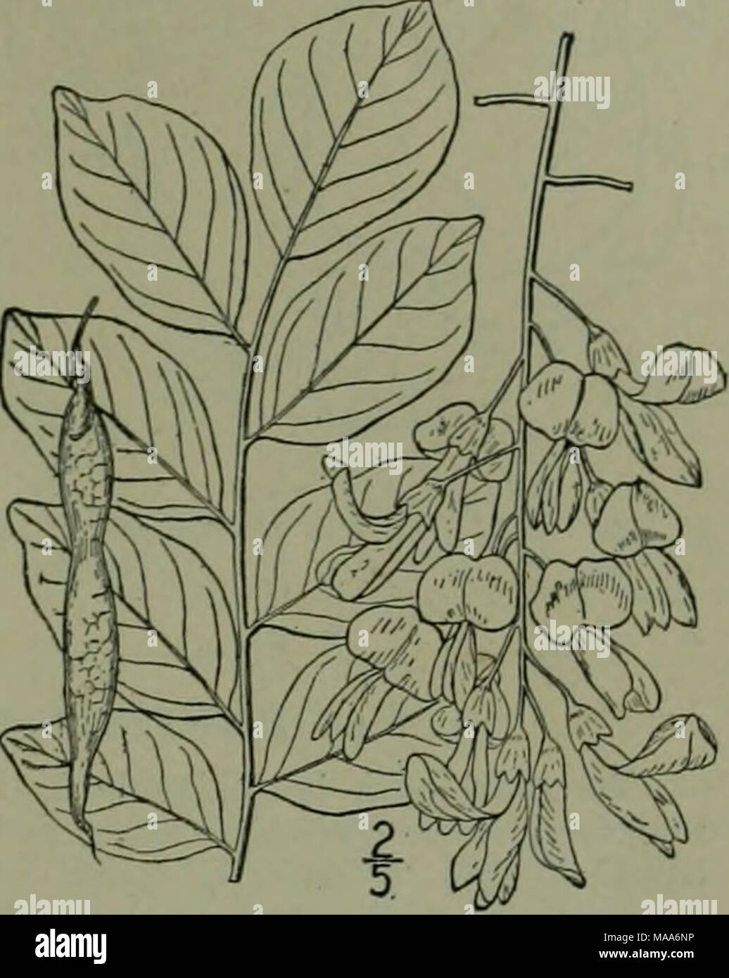 Terminal lobes hi-res stock photography and images - Alamy