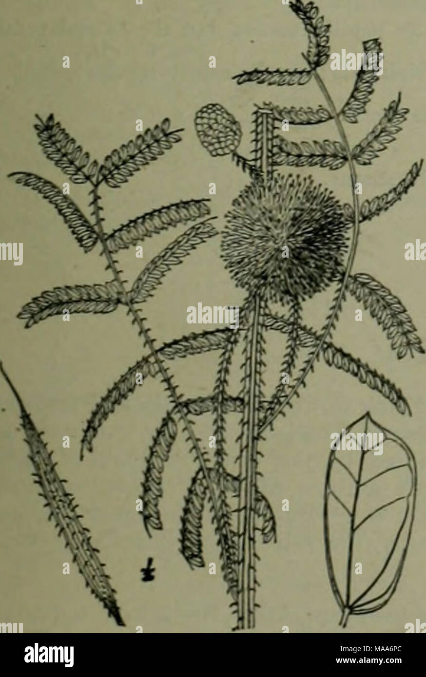 Schrankia uncinata hi-res stock photography and images - Alamy